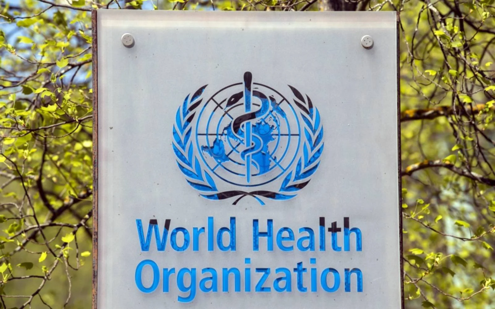 The Implications of the U.S. Withdrawal from the WHO - Network 20/20
